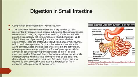 Physiology Of Digestion Digistive System Ppt