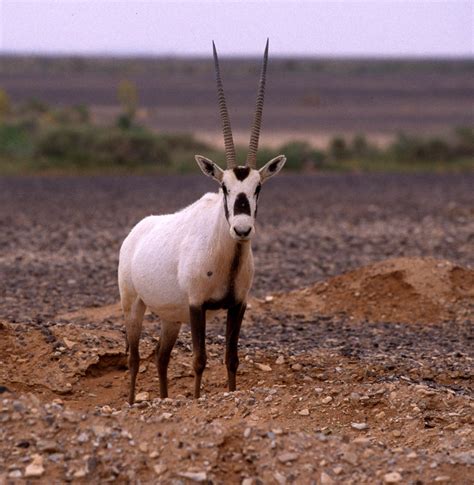 Genus Oryx The Oryx — Coke Smith Wildlife