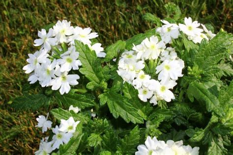 写真 【ガーデニング】初夏の寄せ植えはペチュニアで！「こんもり感」が嬉しい組み合わせ3選 カラフルな草花を涼やか＆オシャレに仕上げるコツを