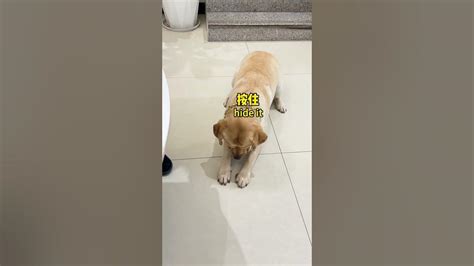 肉肉说了算🐶：100斤的狗子，99个心眼子 Youtube