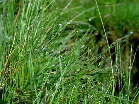 Dew 1 Free Photo Download | FreeImages