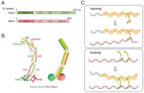 The Hop Mnd Complex And Its Regulation Of Homologous Recombination