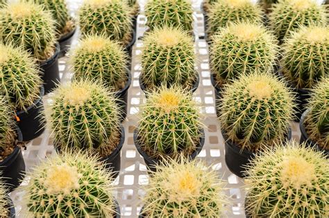 Indoor Cactus Names