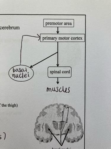 unit 3 chapter 8 the nervous system flashcards quizlet