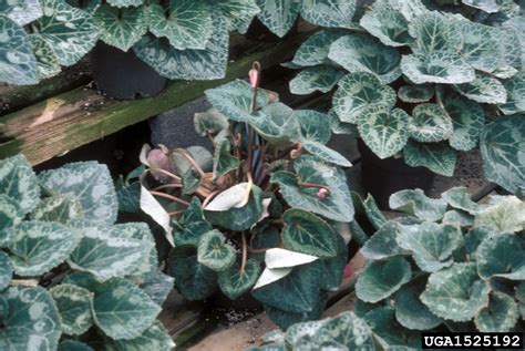 Pythium Diseases Genus Pythium