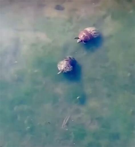 Nature is Amazing on LinkedIn: Male turtle slapping female turtle as part of courtship ritual