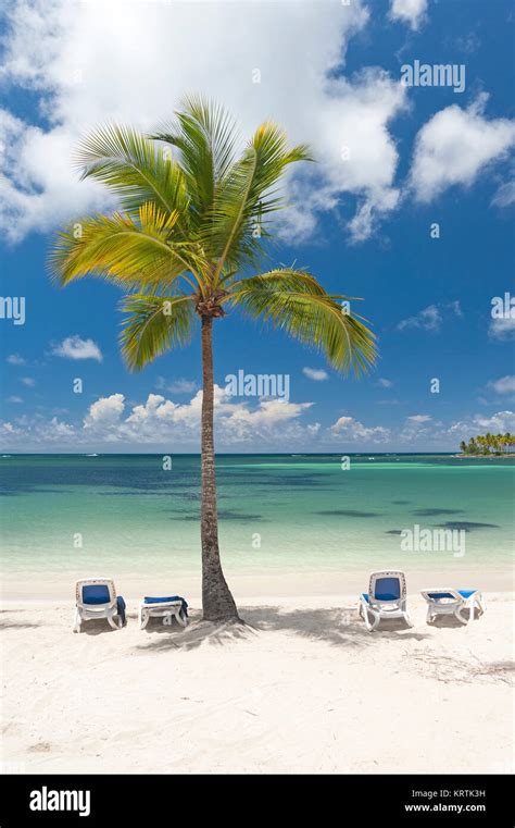 Coconut Tree With Deck Chairs On Tropical Beach In The Caribbean Stock