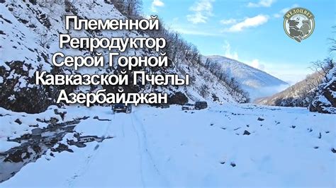 Племенной Репродуктор Серой Горной Кавказской Пчелы Азербайджан Youtube