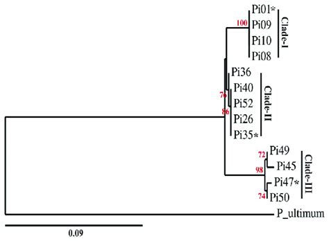 rdna sequence based phylogenetic tree of 13 p insidiosum strains