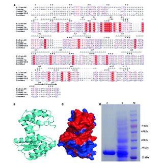 Sequence Analysis And Purification Of SlCsn46 A Sequence Alignment
