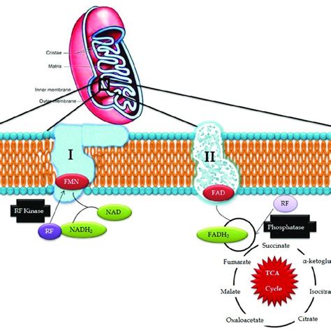 Pdf Riboflavin Responsive Mitochondrial Dysfunction In
