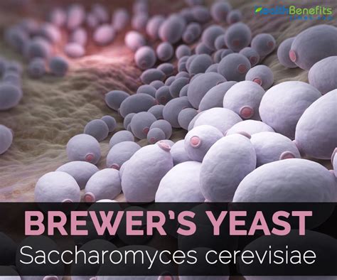 Know About Brewer S Yeast Health Benefits