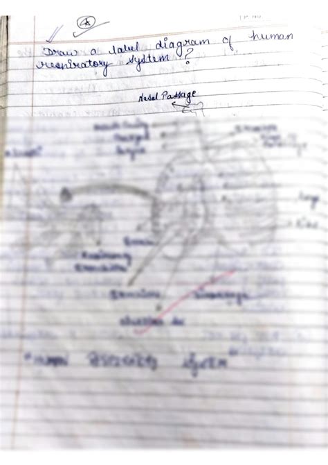 SOLUTION Diagram Of Human Respiratory System Studypool