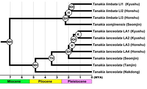 Most Likely Ancestral Range Reconstruction Using The Download