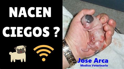 A Los Cuantos Dias Abren Los Ojos Un Cachorro Consejos Ojos