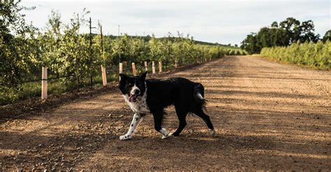 Cobram Estate | The Food Front