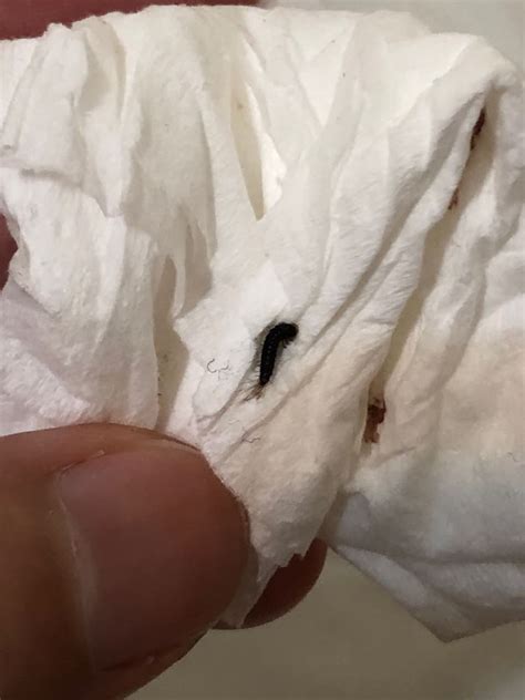 請益 請益 請問這黑色長條的是什麼蟲？ 昆蟲板 Dcard
