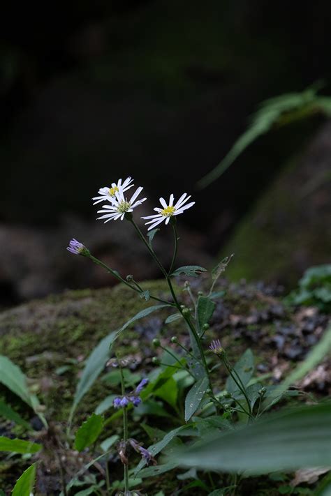 ブログ 日本の固有植物 センボンギクSenbongiku日本固有種