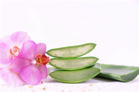 가까운 시야에 알로에 베라와 팔라에노시스 난초의 세 가지 육즙 조각 흰색 배경에 서로의 상단에 누워 건강관리와 의술에 대한 스톡