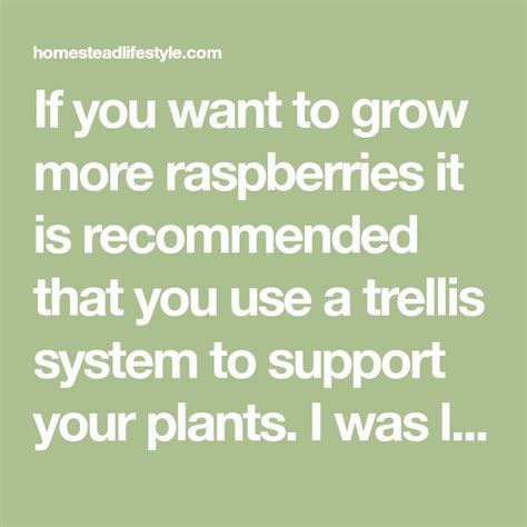Diy Raspberry Trellis Raspberry Trellis Growing Raspberries Trellis