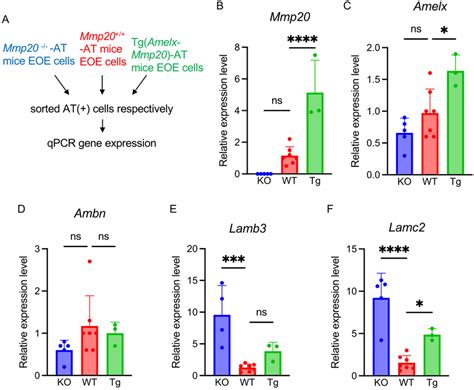 Gene Expression Analysis With Sorted At Positive Cells A Schematic Download Scientific