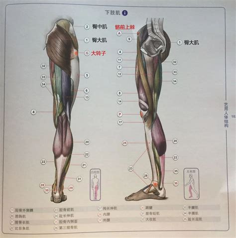 【绘画详细教程】不会画臀部？臀部结构肌肉大法来啦！赶紧收好~ 哔哩哔哩