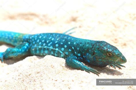 Close Up Of Blue Aruban Whiptail Lizard On Sand — Vitality Natural