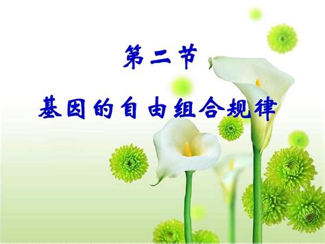 42基因的自由组合定律word文档在线阅读与下载无忧文档