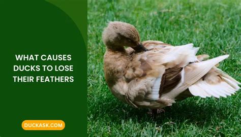 What Do Duck Feathers Look Like Duck Asks