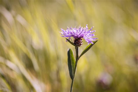 無料画像 自然 工場 フィールド 写真 草原 太陽光 葉 紫の 花弁 緑 植物学 黄 閉じる フローラ