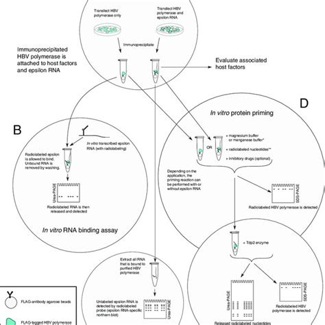 Pdf In Vitro Assays For Rna Binding And Protein Priming Of Hepatitis B Virus Polymerase