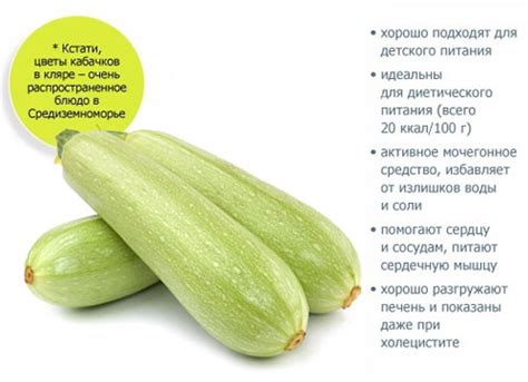 Кабачок - калорийность, полезные свойства, польза и вред, описание ...