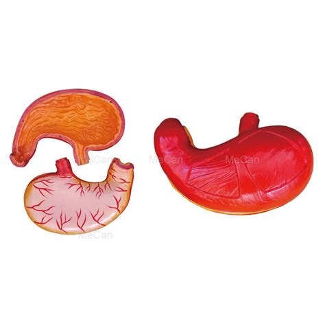 Medical Science Gastro Intestinal Anatomy Model China Anatomy Model