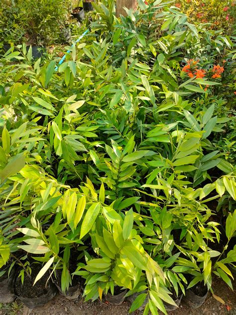 ក្រុមអ្នកស្រលាញ់ការដាំផ្កា ផ្ការំដួល ផ្កាតំណាងជាតិ មានក្លិនក្រអូបសាយភាយ មានស្តុ