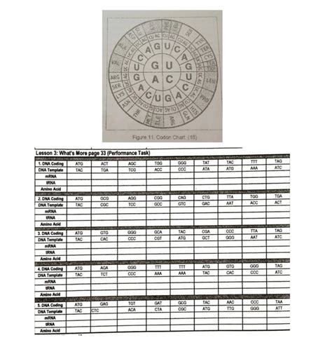 Trna Amino Acid Chart