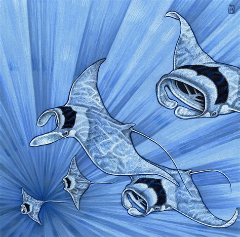 Giant Devil Rays Mobula Mobular By Veronrishka On Deviantart