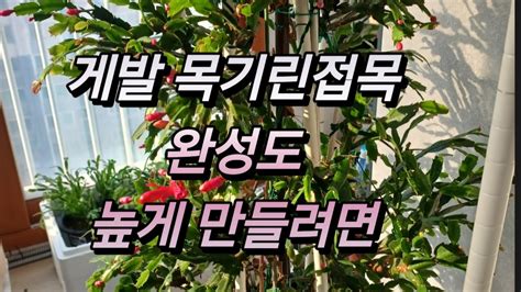 게발 목기린접목 완성도 높게 만드는 방법 Youtube