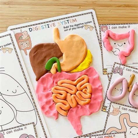 Rikitikiart On Instagram These Human Organs Play Dough Mats