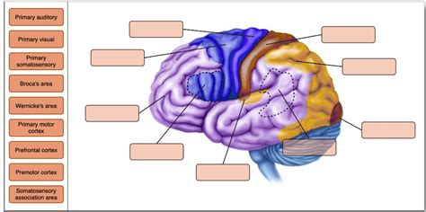 Use The Provided Labels To Identify The Functional Areas Of The