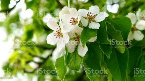 봄에 꽃이 만발한 사과 나무가 있는 정원 0명에 대한 스톡 사진 및 기타 이미지 0명 5월 과일 Istock