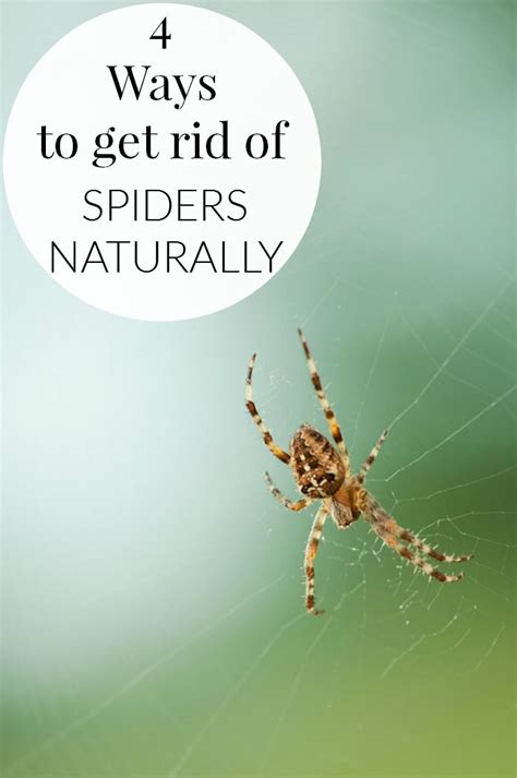 GET RID OF SPIDERS NATURALLY Get Rid Of Spiders Household Hacks Rid