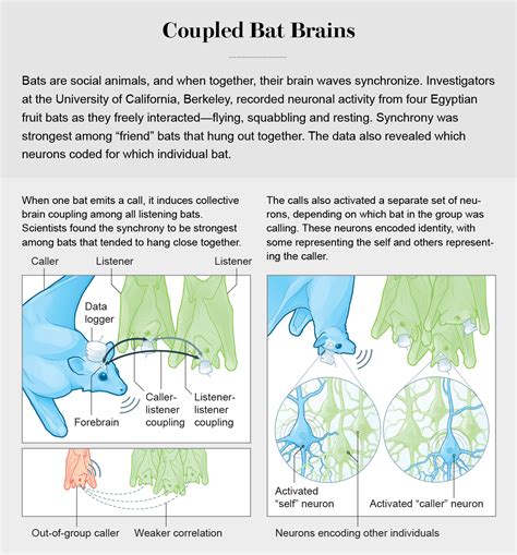 Brain Waves Synchronize When People Interact Ams 360 An Omnivorous