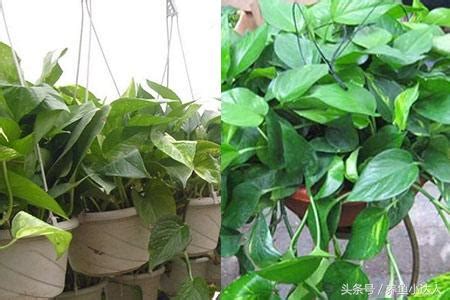 綠蘿的養殖方法和注意事項 經常往葉片噴水有好處 每日頭條