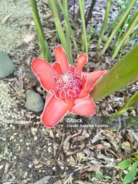Etlingera Elatior는 또한 횃불 생강 생강 꽃 빨간 생강 백합 횃불 꽃 횃불 백합 야생 생강으로 알려져 있습니다 0