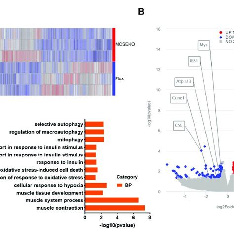 Rna Seq Based Transcriptome Of Skeletal Muscle Of Mcseko Mice The Mice Download Scientific
