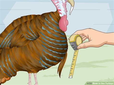 3 Ways To Sex Turkeys Wikihow