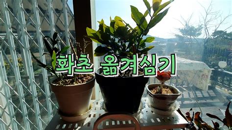 겨울 화초 화분에 옮겨심기 Youtube