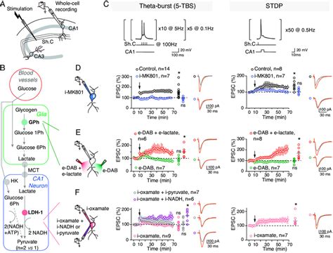 5 Tbs Ltp And Stdp Ltp Rely Differently On Neuronal Lactate A Download Scientific Diagram