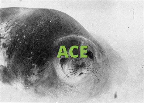 Ace Meaning