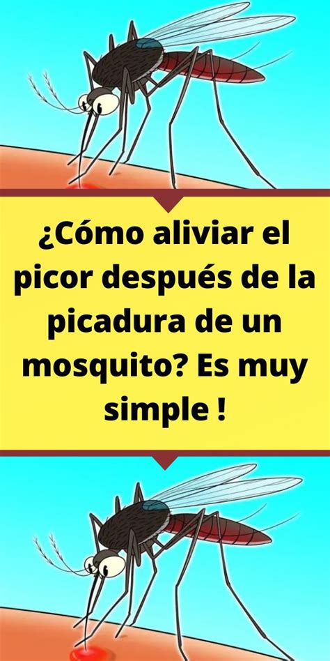 ¿cómo Aliviar El Picor Después De La Picadura De Un Mosquito Es Muy